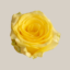 Cancun - EcoRoses: Ecuador Premium Quality Roses